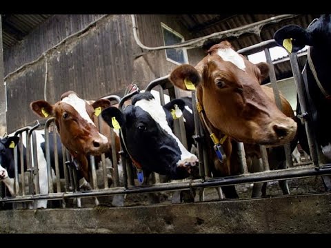 The Sad, Short Life of Dairy Cows #dairy