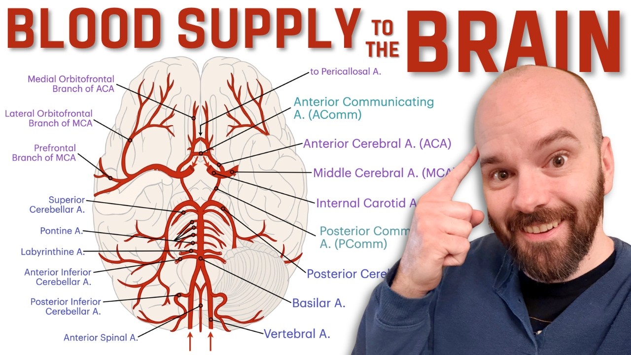 Blood Supply to the Brain (simple and easy!)
