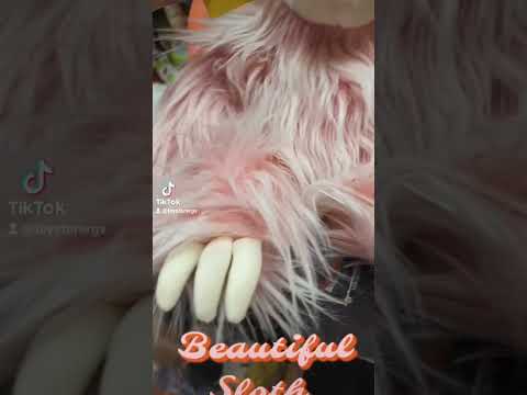 Beautiful Sloth $10 🦥 #toystorergv #rgv #sloth #smallbusiness