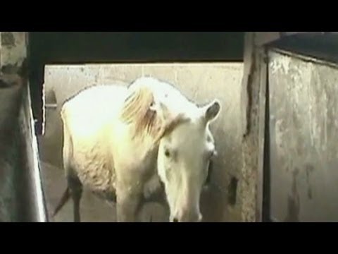 Go inside a horse slaughterhouse
