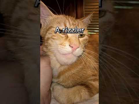 Rizz #rizzler #capcut #cat #twizzler #sizzler #rizz