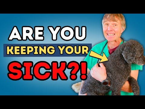 7 Common Mistakes That Make Your Pet Sick - A Vet Tells All!