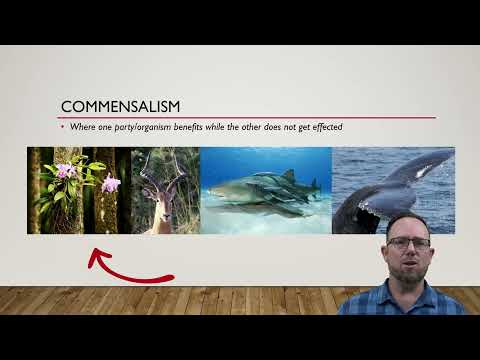 INTERDEPENDENCE, SYMBIOTIC and other relationships EXPLAINED!