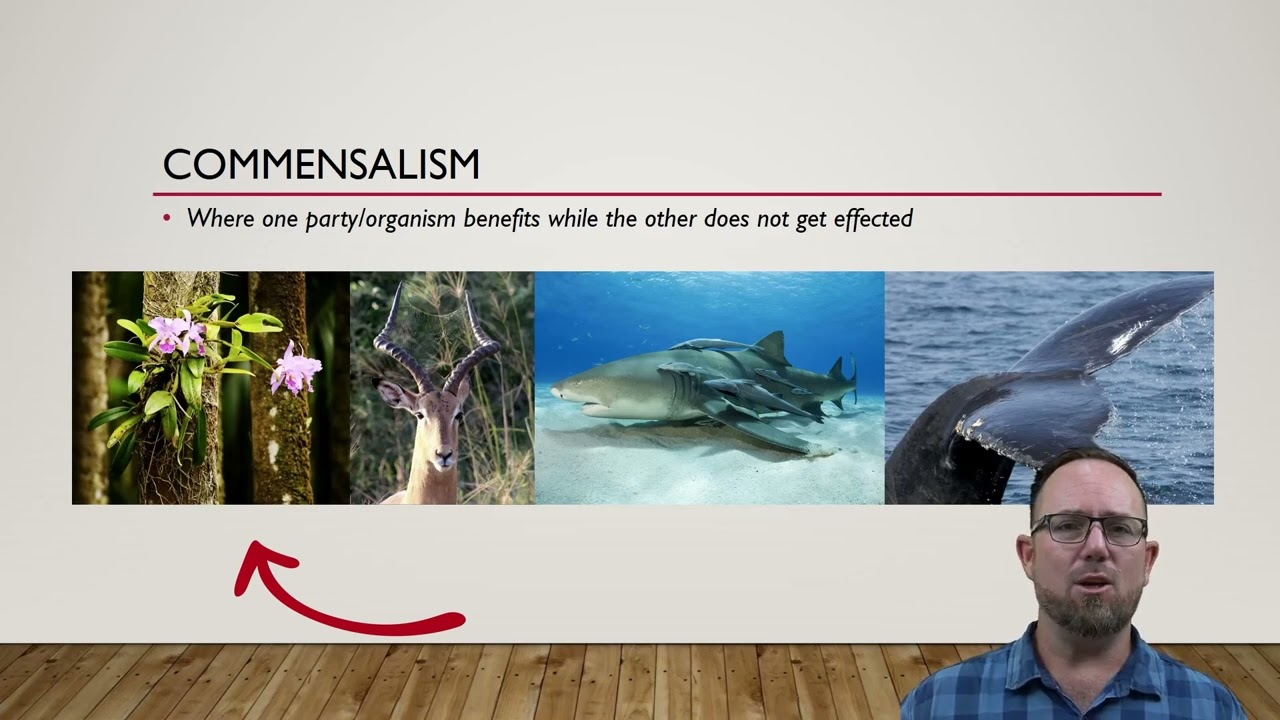 INTERDEPENDENCE, SYMBIOTIC and other relationships EXPLAINED!