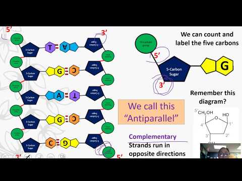 DNA Structure (AP Biology Level)