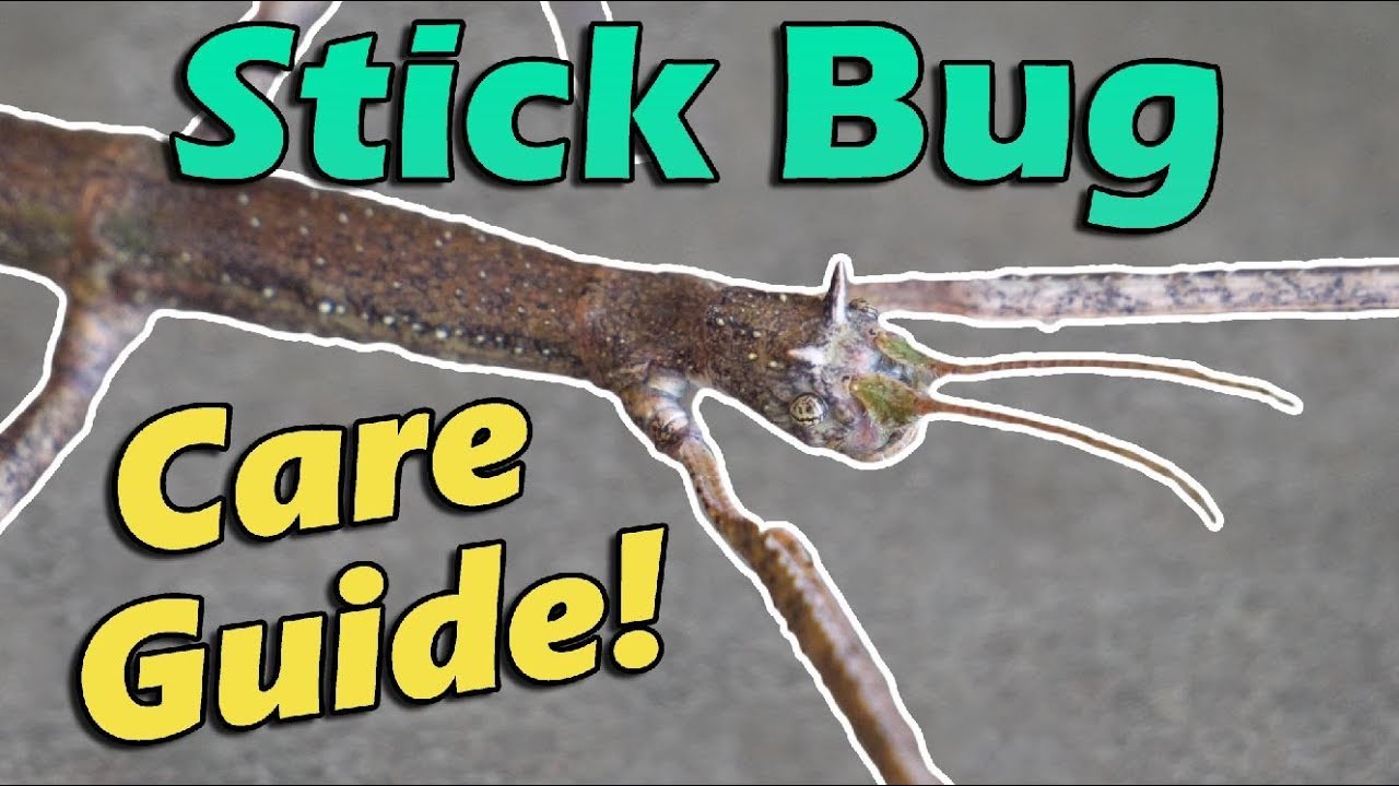 How to Care for Stick Insects! (Aka Walking Sticks)
