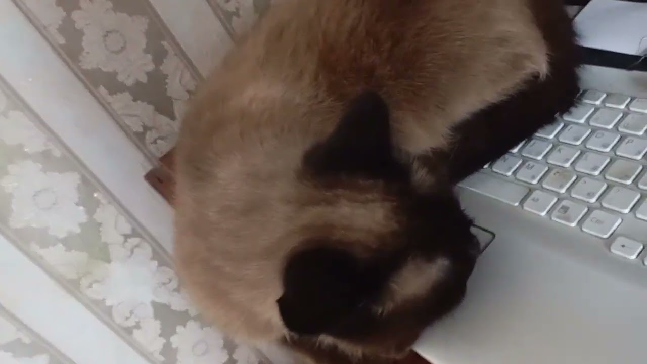 video 8accfa2f5dec0851d609605c2d55991d V