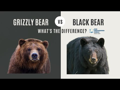 Grizzly Bear vs Black Bear: What's the Difference