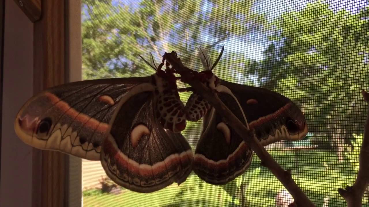 Cecropia Silkmoths Mating