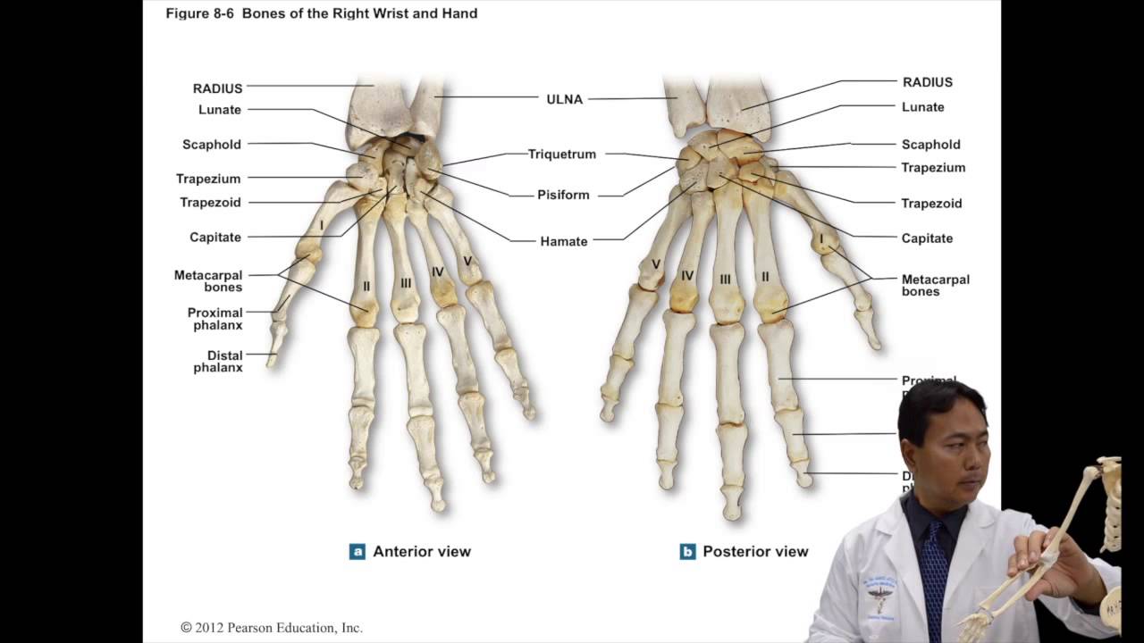 CH 8 Lecture on Appendicular Bones (Part 2)