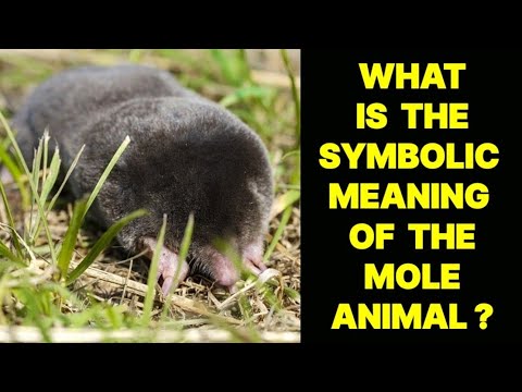 WHAT IS THE SYMBOLIC MEANING OF THE MOLE ANIMAL ?