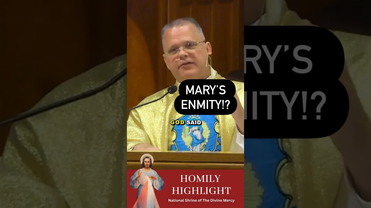 Our Lady the Immaculate Conception #frchrisalar #homilyhighlights #catholic #virginmary #homily
