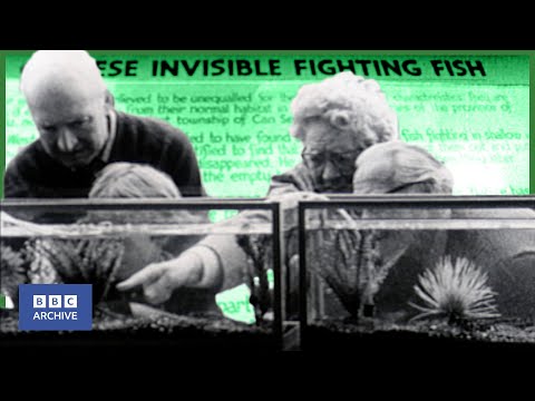 1973: INVISIBLE Fighting FISH - Do You See Them? | Nationwide | Weird and Wonderful | BBC Archive