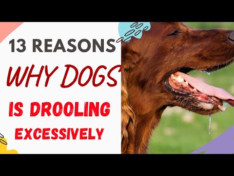 Why Is My Dog Drooling Excessively (13 Reasons Explained)