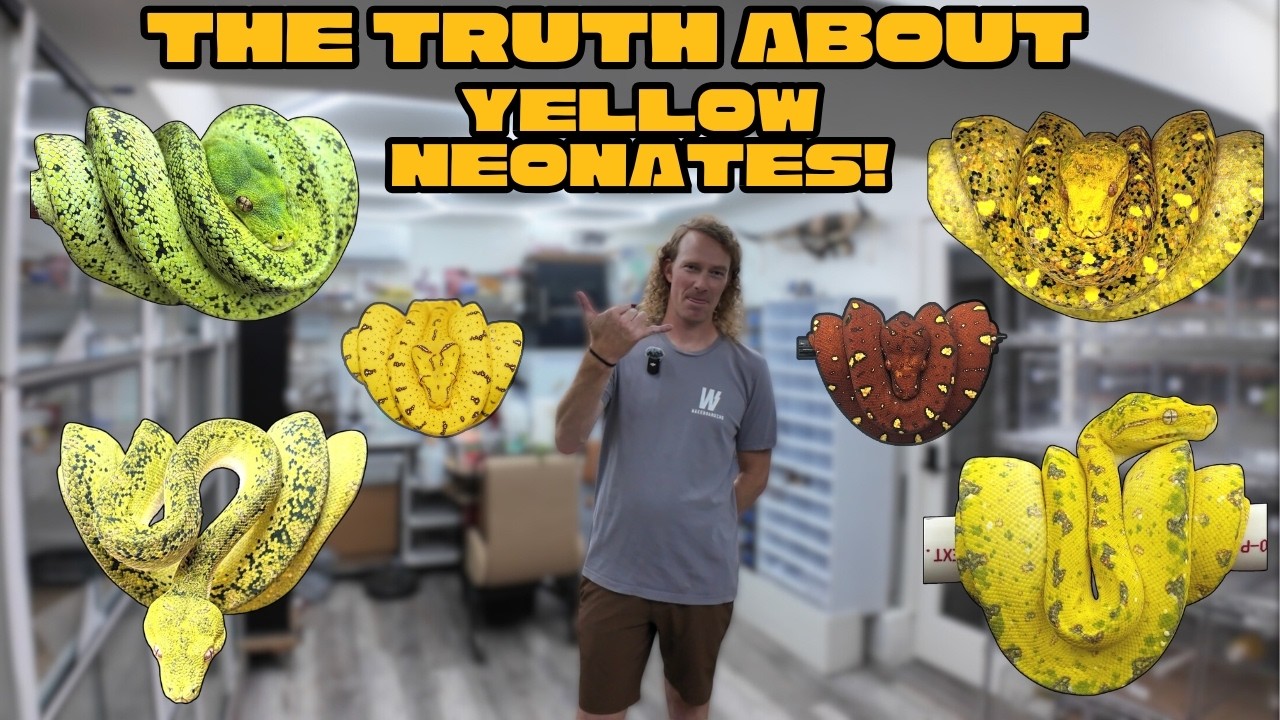 INSANE Rare Green Tree Pythons You've Probably Never Seen! | TX Chondros Reptile Room Tour Pt 2