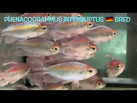 Phenacogrammus interruptus 🇩🇪 bred