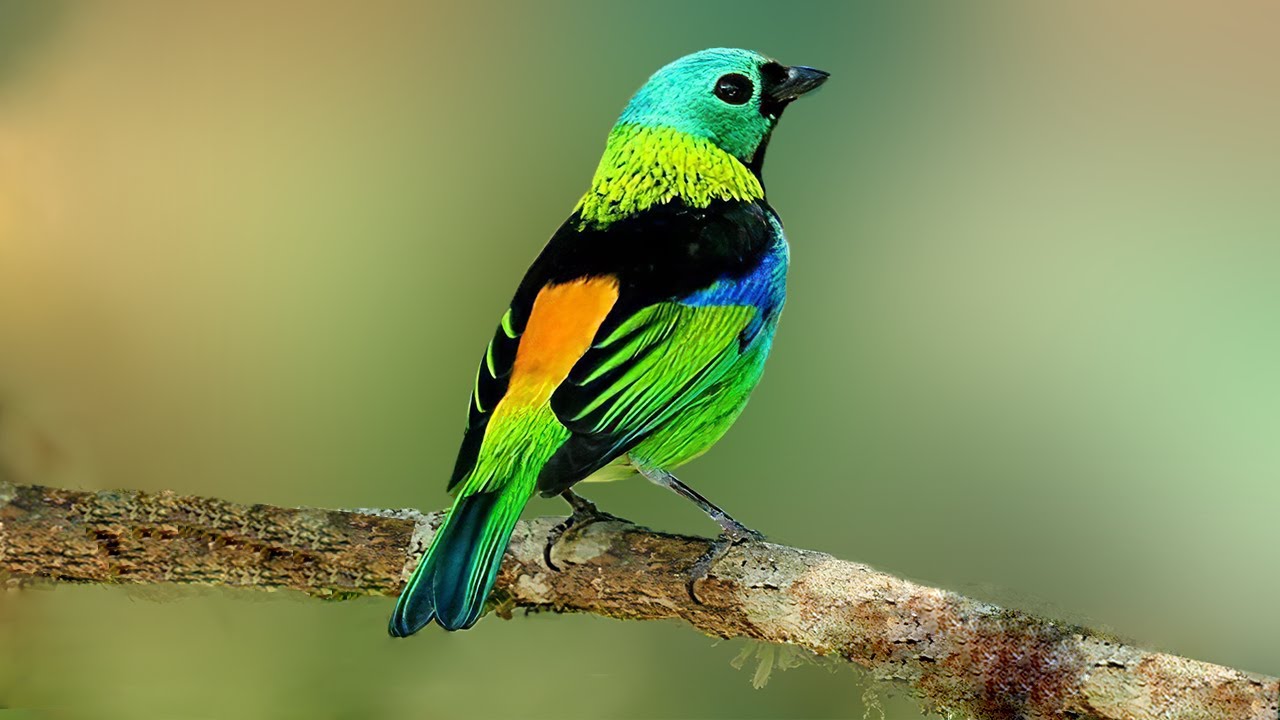 10 Most Beautiful Tanagers in the World