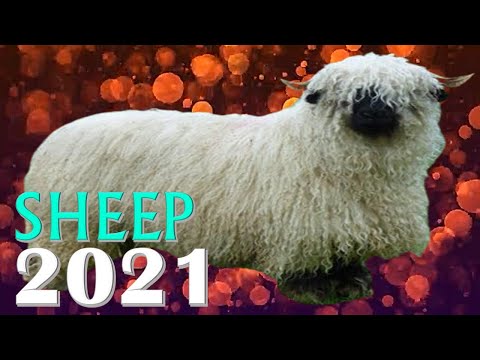 Sheep Horoscope 2021 | Born 1931, 1943, 1955, 1967, 1979, 1991, 2003, 2015