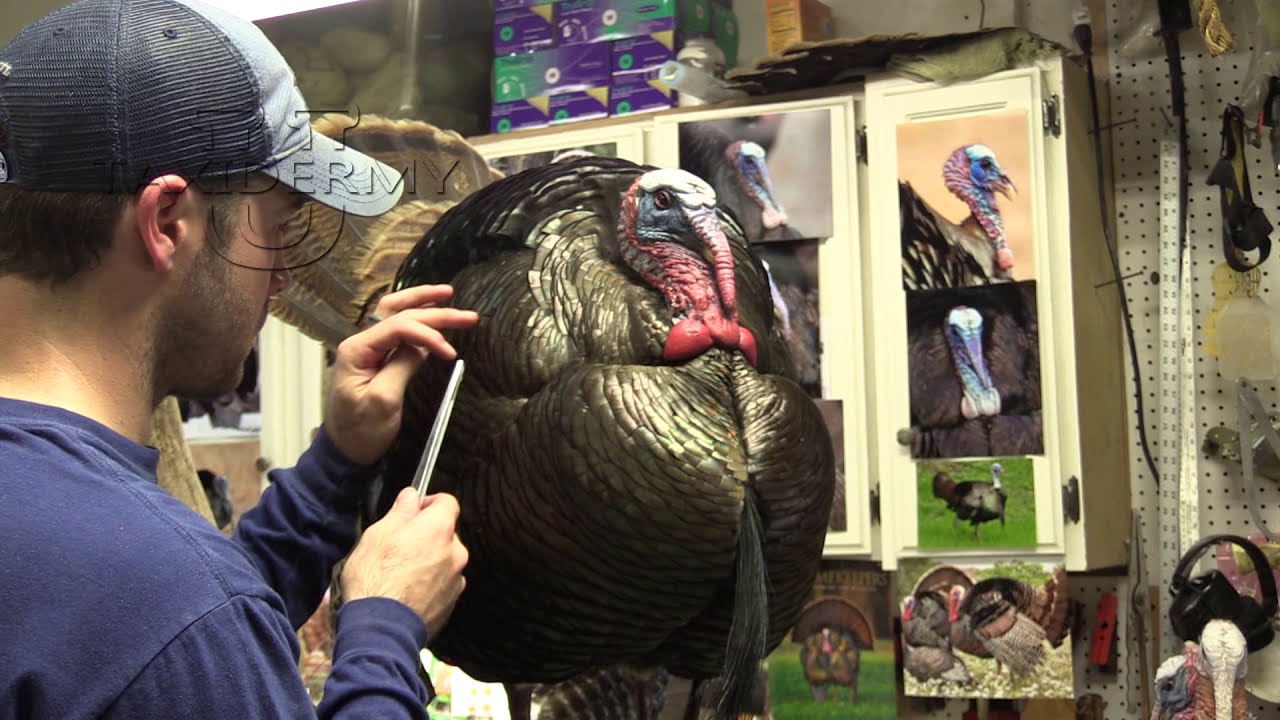 Mounting a Competition Turkey