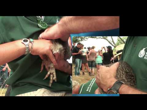26 Little Spotted Kiwi Released on Motuihe Island - 2010