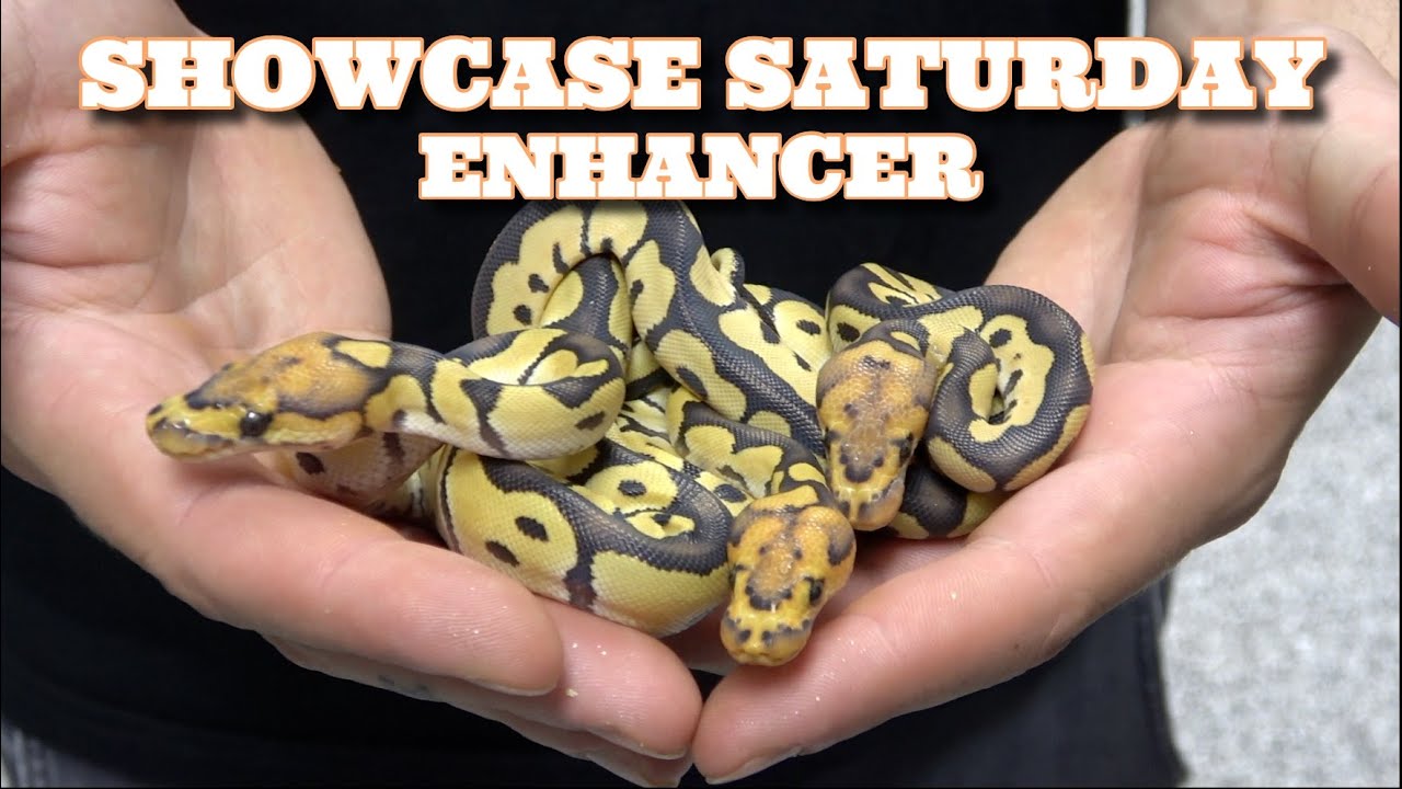 Showcase Saturday! Is Enhancer Better?