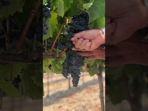2022 Harvest at J. Lohr Vineyards & Wines