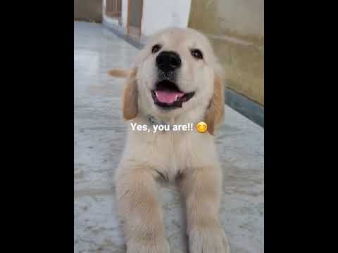 Am I Cute?? #shorts #puppy #love #goldenretriever #masoomFace #furryfriend #charlie #puppylove