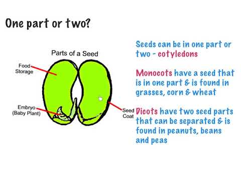 Lesson - Seed Germination