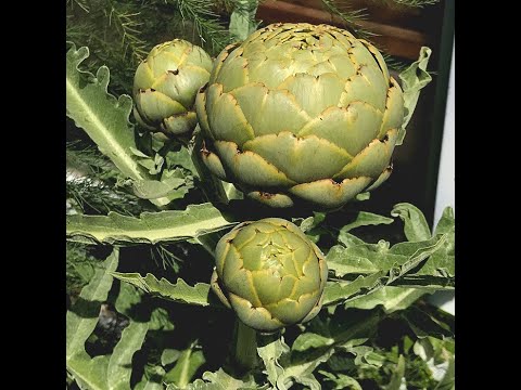 Grow Artichokes: Everyone Can Grow a Garden (2020) #8b