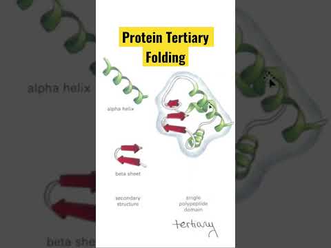 How Proteins Fold: The Tertiary Structure of Proteins, Explained! #BME210