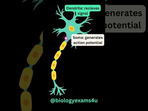 Neuron 3D Animation Slow motion|| Structure of Neuron || How Neuron transmit impulses?