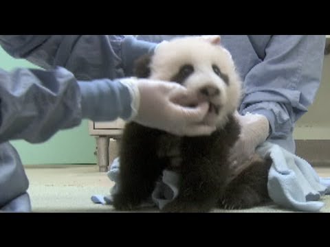 iGuide Theme Parks: San Diego Zoo to Name Baby Panda