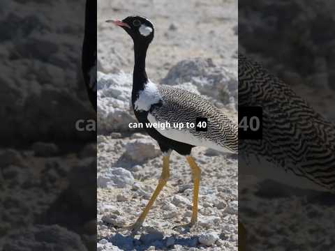 Mind-Blowing Fun Facts About Bustards! #birds #animal #funfacts #wildlife