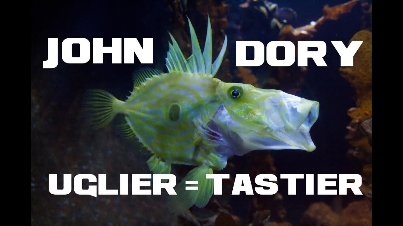 10 John Dory Facts - Ugly, but Tasty - Animal a Day J Week
