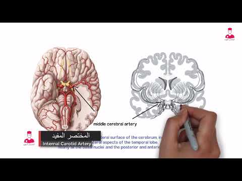 Internal carotid artery (English)