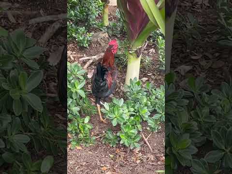 San Juan, Puerto Rico (watch full video @pidollnetwork4720 )