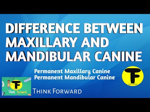 Difference Between Maxillary And Mandibular Canine | Morphological Difference Of Permanent Canine |