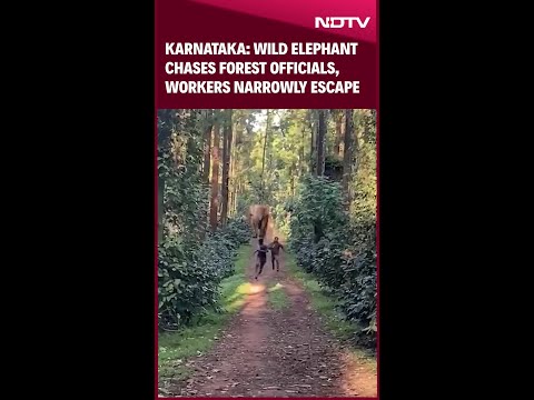 Karnataka Latest News | Wild Elephant Chases Forest Officials in Karnataka, Workers Narrowly Escape