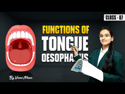 Functions of Tongue & Oesophagus | Nutrition in Animals | Class 7/NEET Foundation
