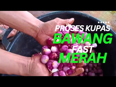 Mesin Bawang Merah - Pengupasan Cukup Singakt Hasil yang sangat Bersih