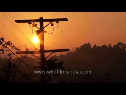 Utility poles in north America