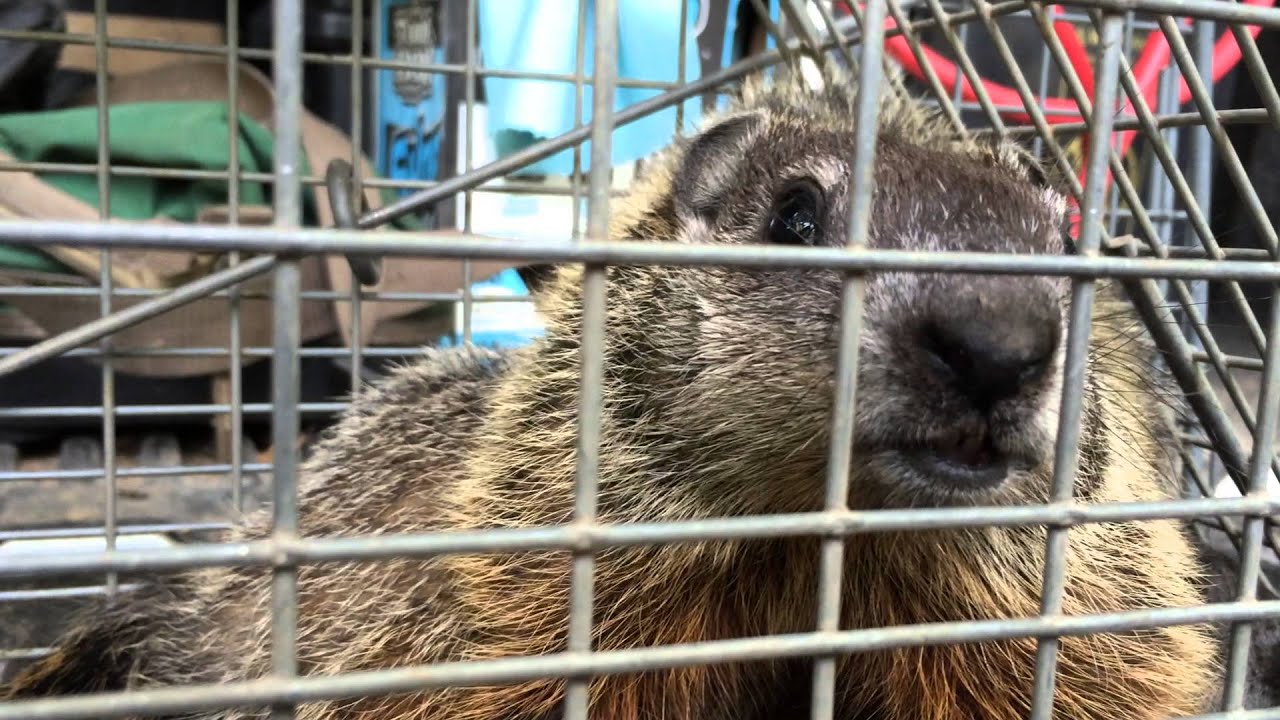 Woodchuck clicking teeth