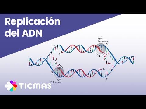 ¿Cómo ocurre el proceso de replicación del ADN?