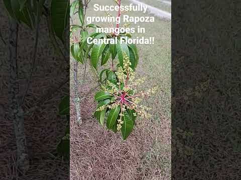 Mango trees in Central Florida?! #shorts #homestead