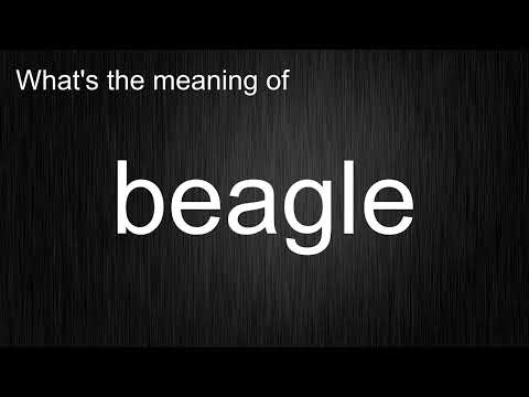 What's the meaning of "beagle", How to pronounce beagle?