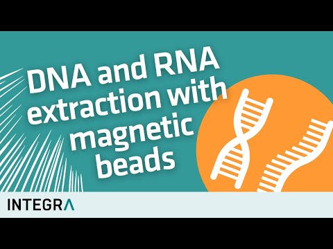 DNA and RNA extraction with magnetic beads – How it works
