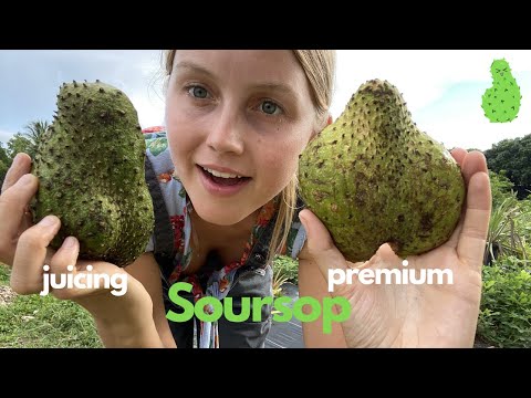 How to tell the difference between premium and juicing soursop + taste test
