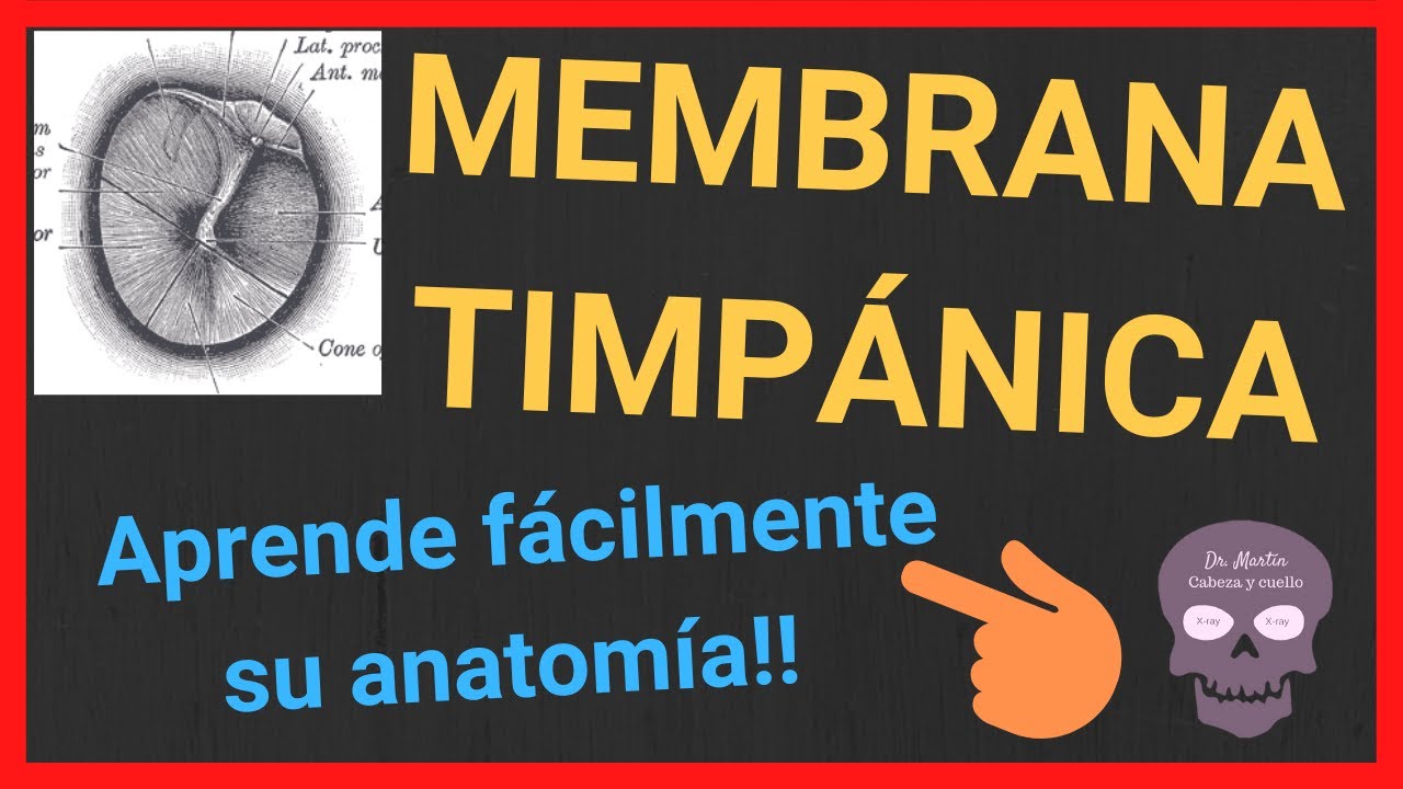 EAR anatomy 👂(TYMPANIC MEMBRANE)