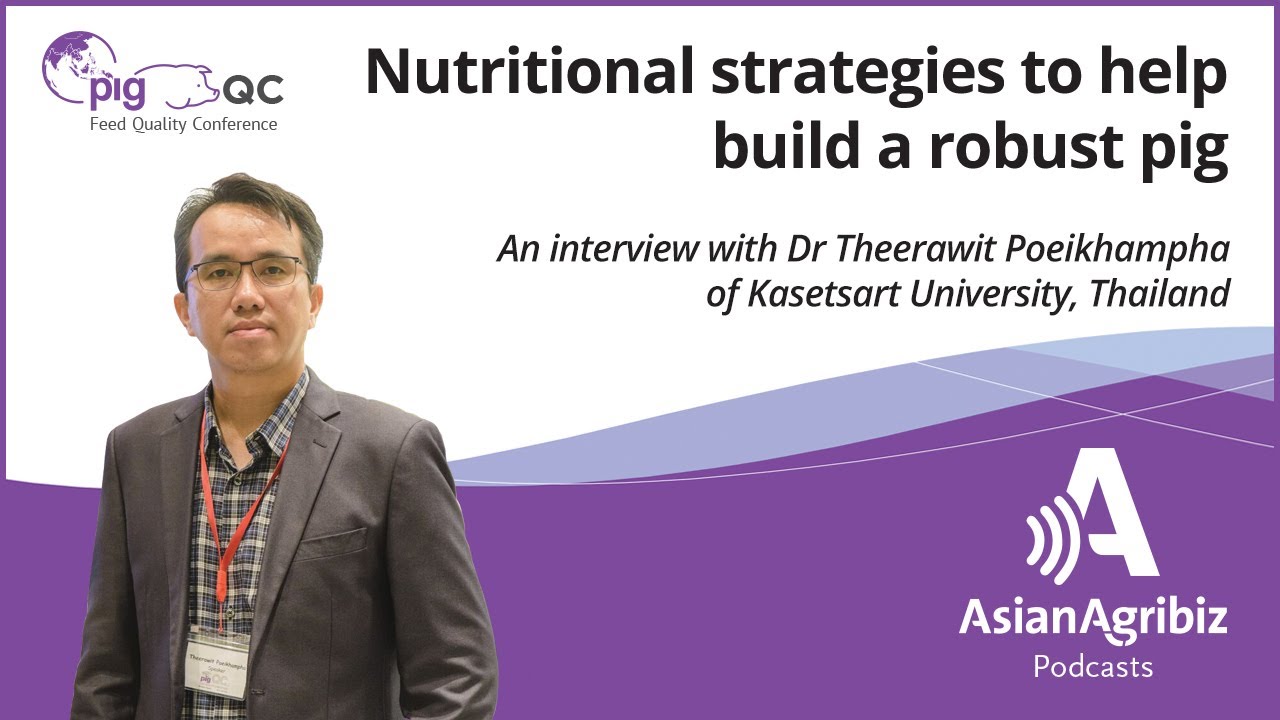 Nutritional strategies to help build a robust pig