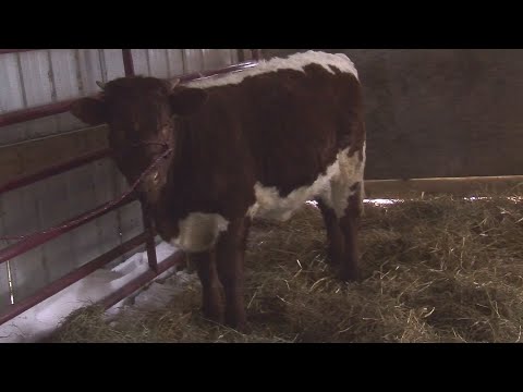 A2A2 Milk Raising Dairy Demand